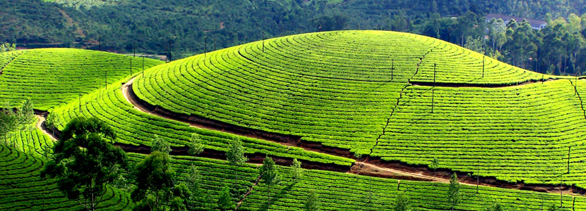 Kerala | Top Destinations